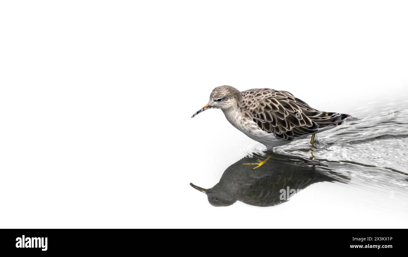 picture of a female ruff (Calidris pugnax) wading through water with it ...
