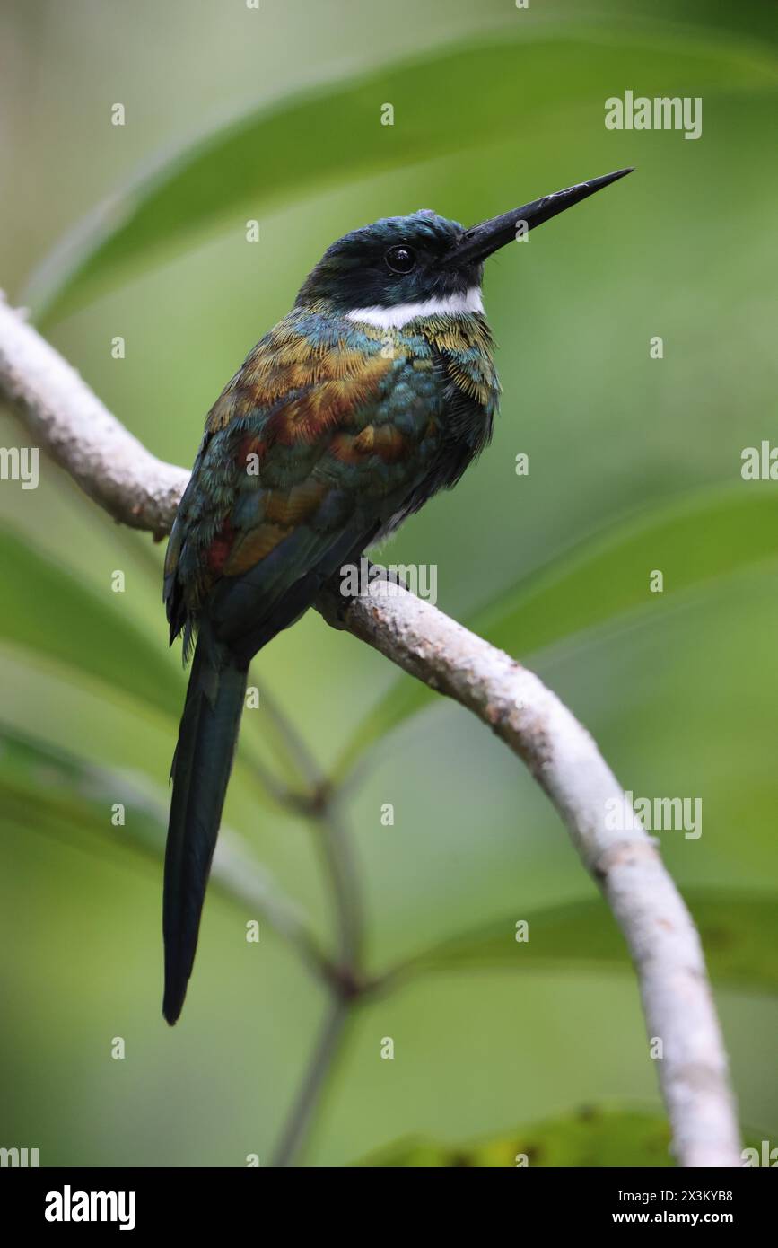 The bronzy jacamar (Galbula leucogastra) is a species of bird in the ...