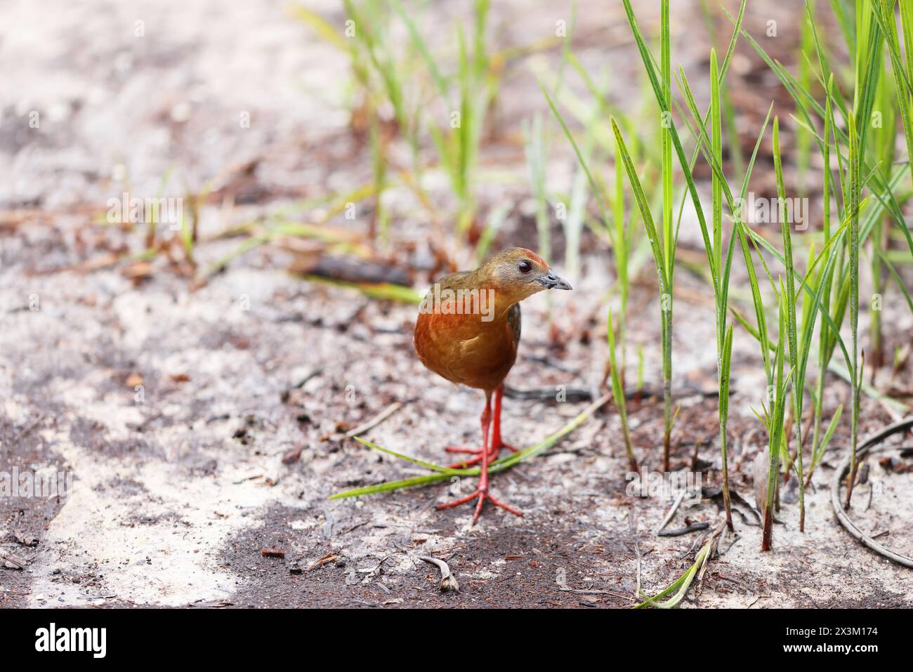 The russet-crowned crake (Rufirallus viridis) is a species of bird in ...
