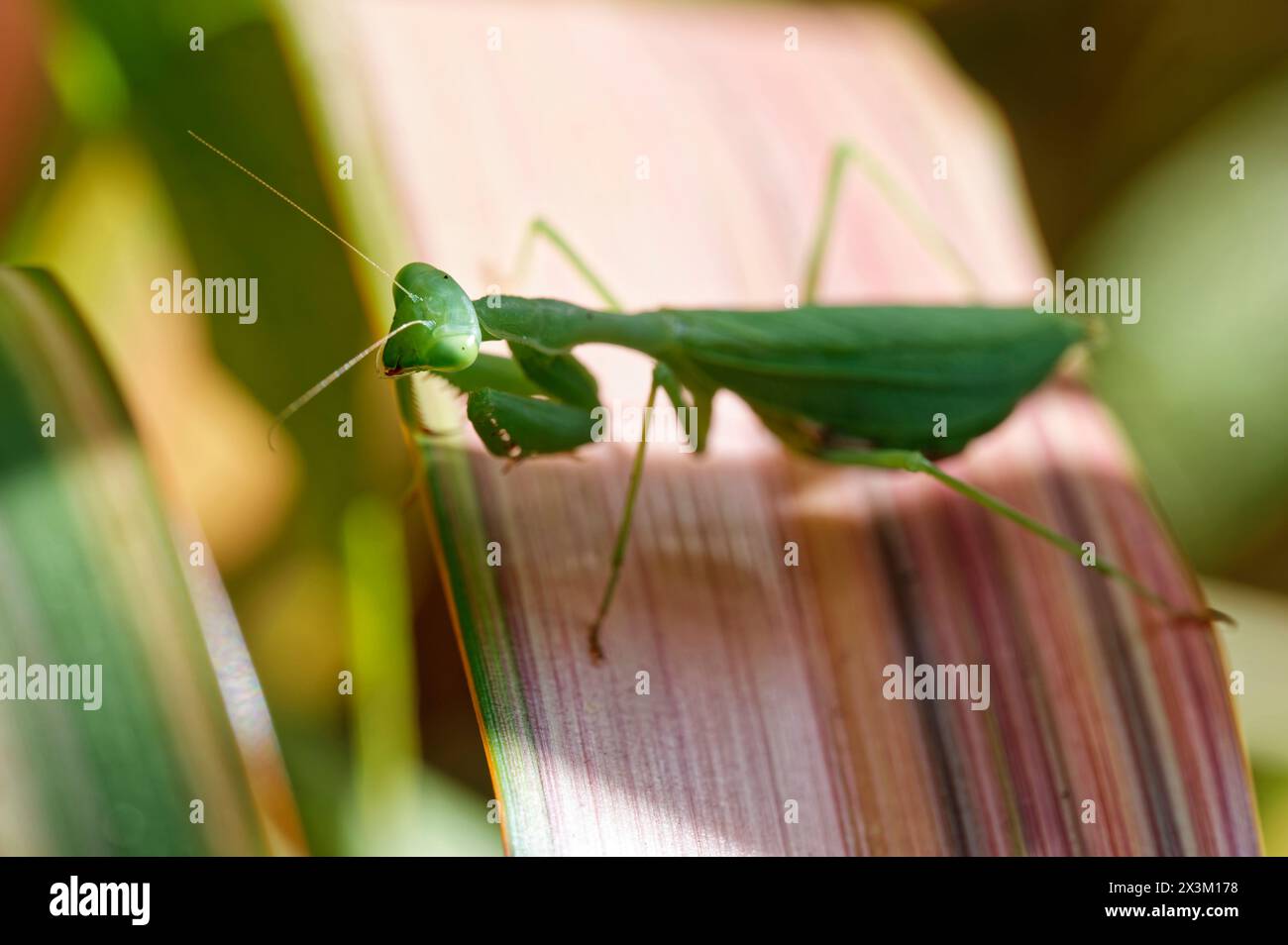 A green South African praying mantis sits on a variegated flax leaf in ...