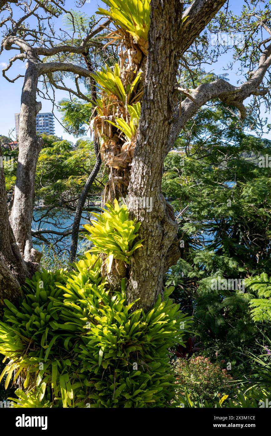 Cremorne Point and Cremorne Reserve on the lower north shore of Sydney ...