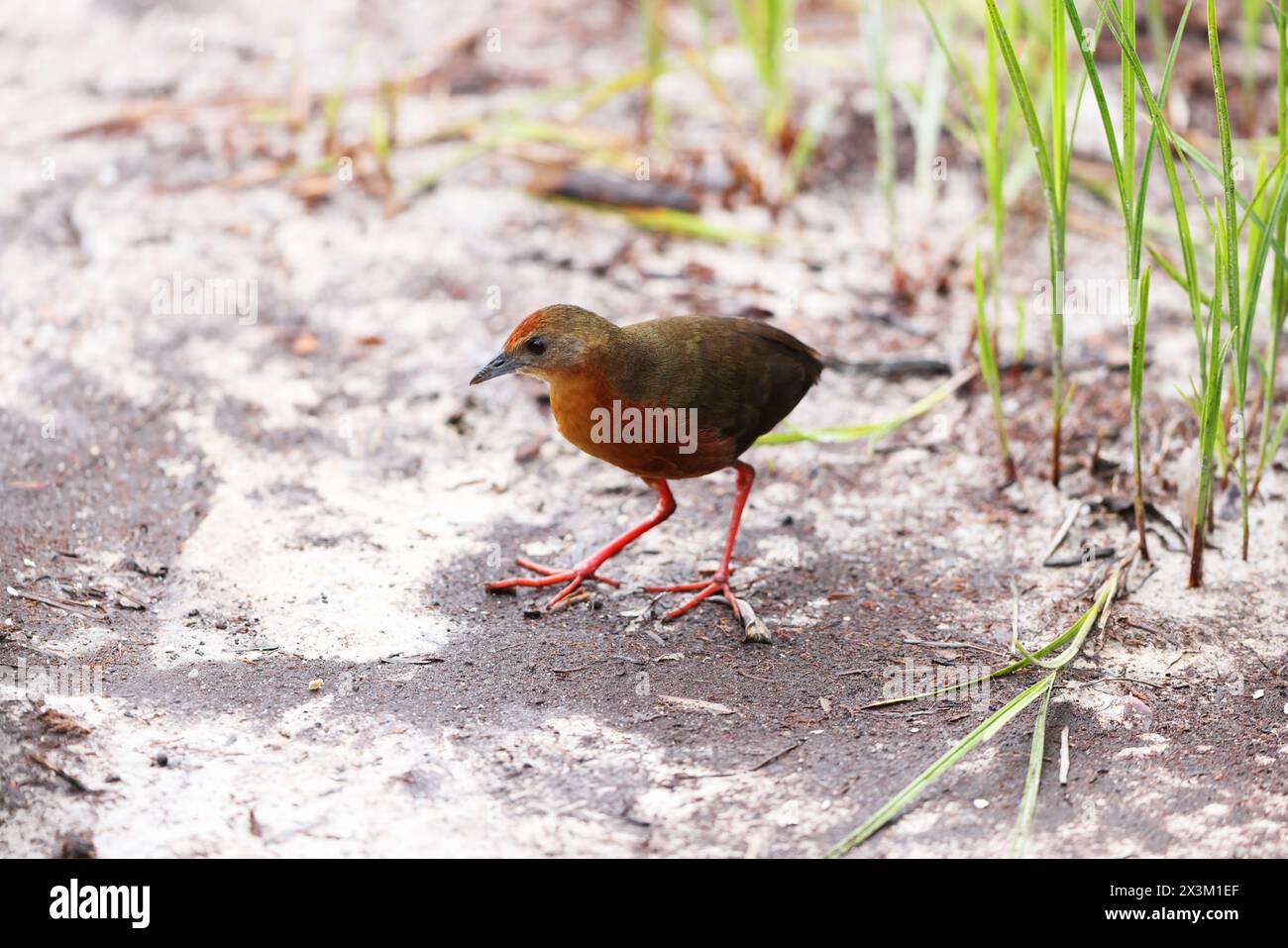 The russet-crowned crake (Rufirallus viridis) is a species of bird in ...