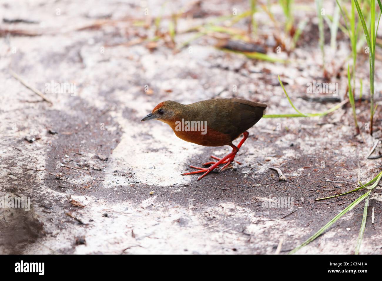 The russet-crowned crake (Rufirallus viridis) is a species of bird in ...