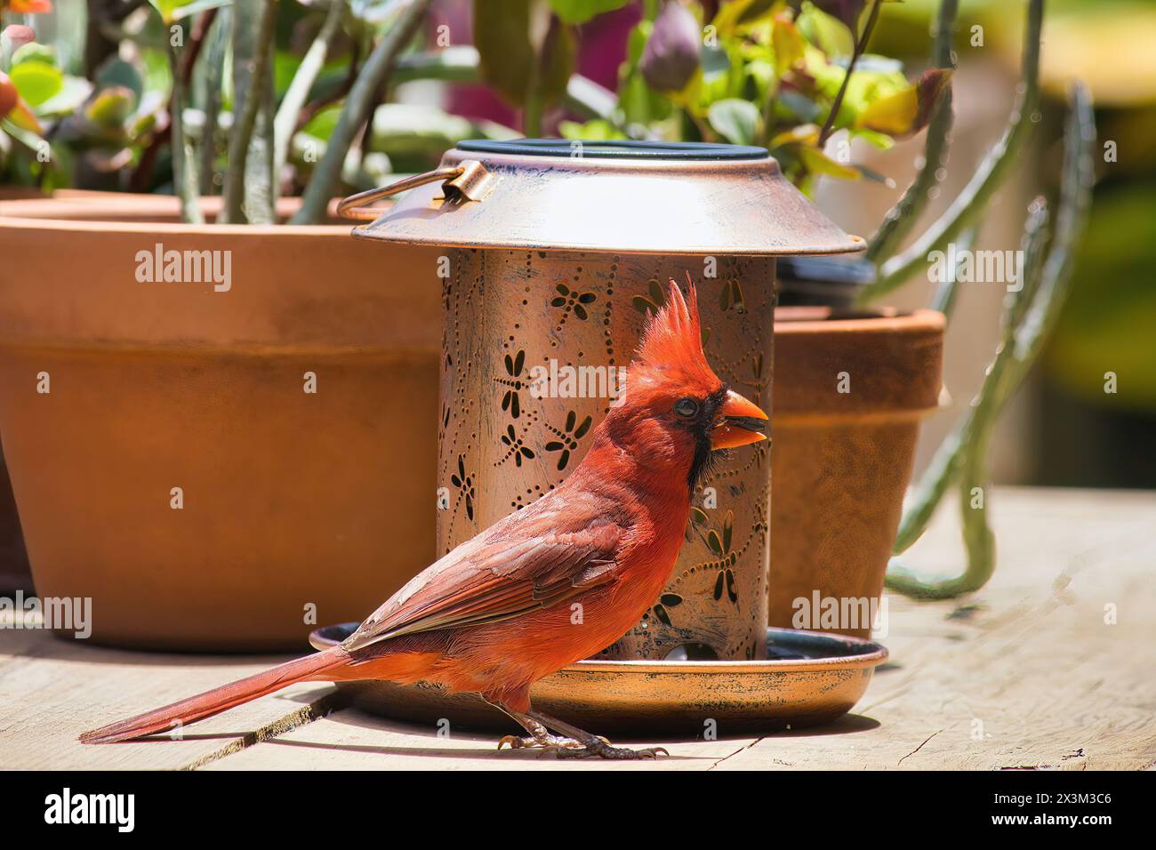 Siden view ofm a northern cardinal feeding at a bird feeder Stock Photo ...
