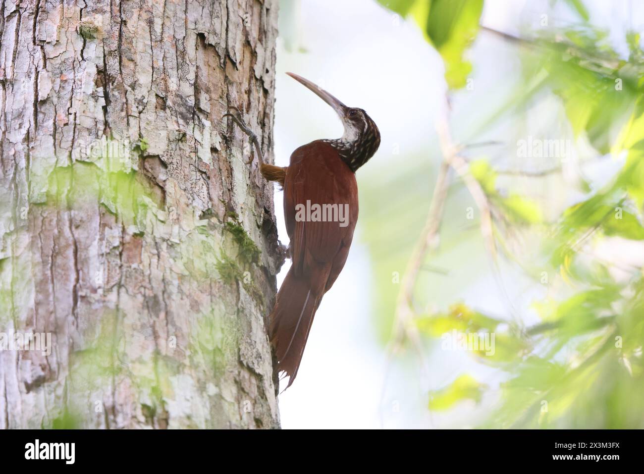 The long-billed woodcreeper (Nasica longirostris) is a sub-oscine ...