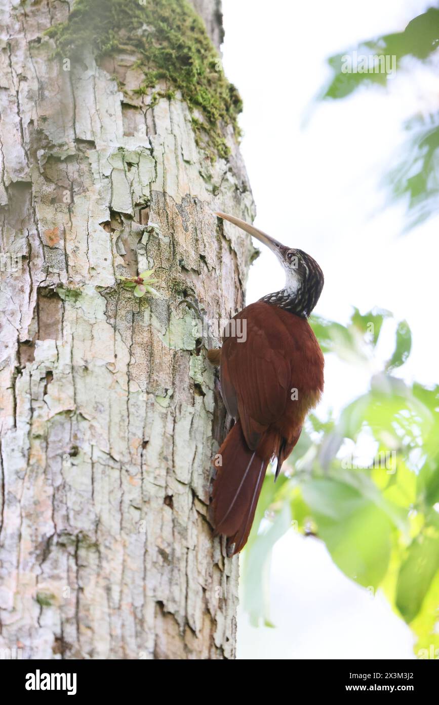 The long-billed woodcreeper (Nasica longirostris) is a sub-oscine ...