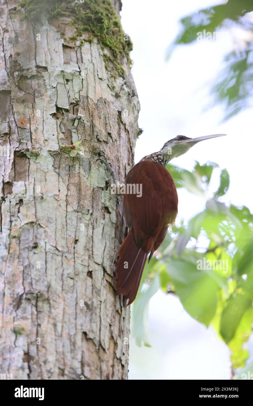 The long-billed woodcreeper (Nasica longirostris) is a sub-oscine ...
