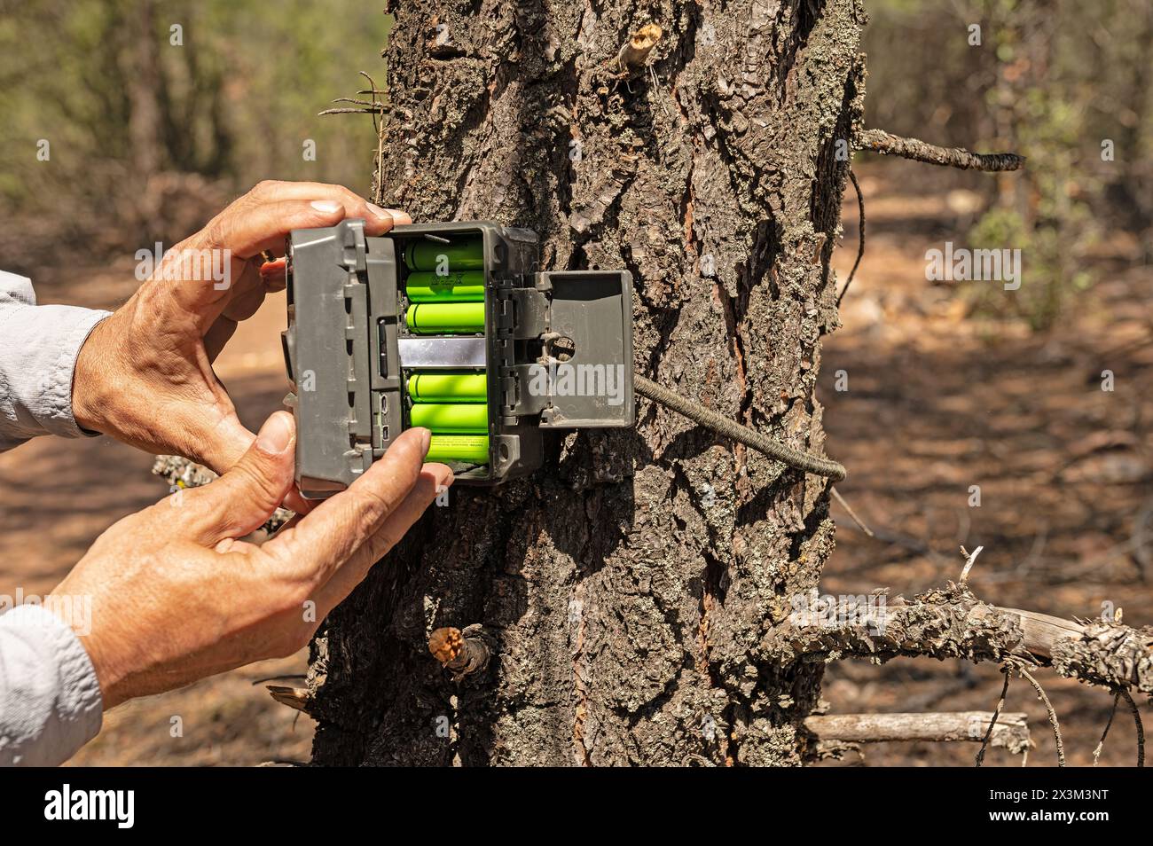A man who placed a photo trap in a tree to film wild animals Stock ...
