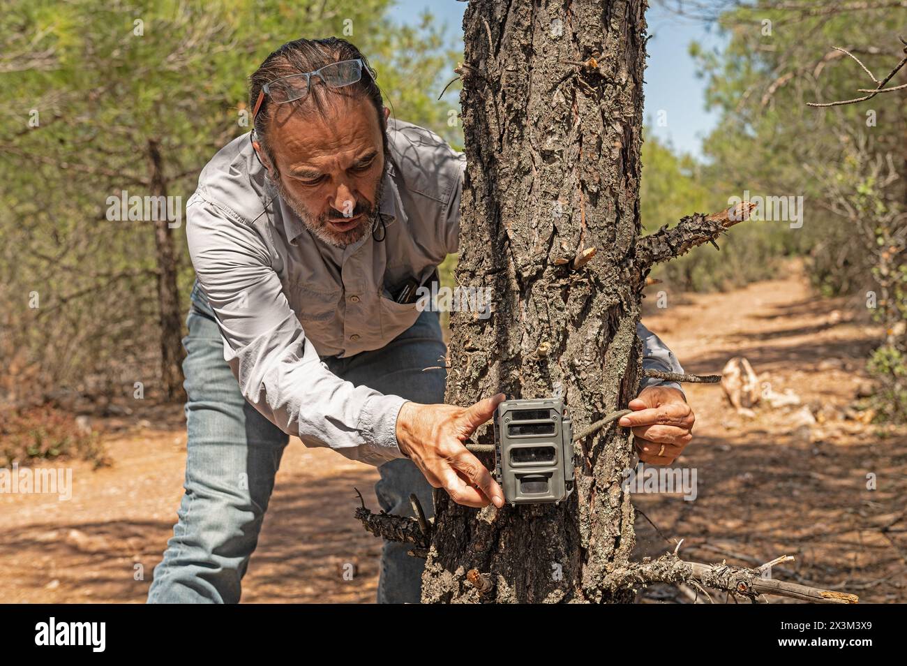 A man who placed a photo trap in a tree to film wild animals Stock ...