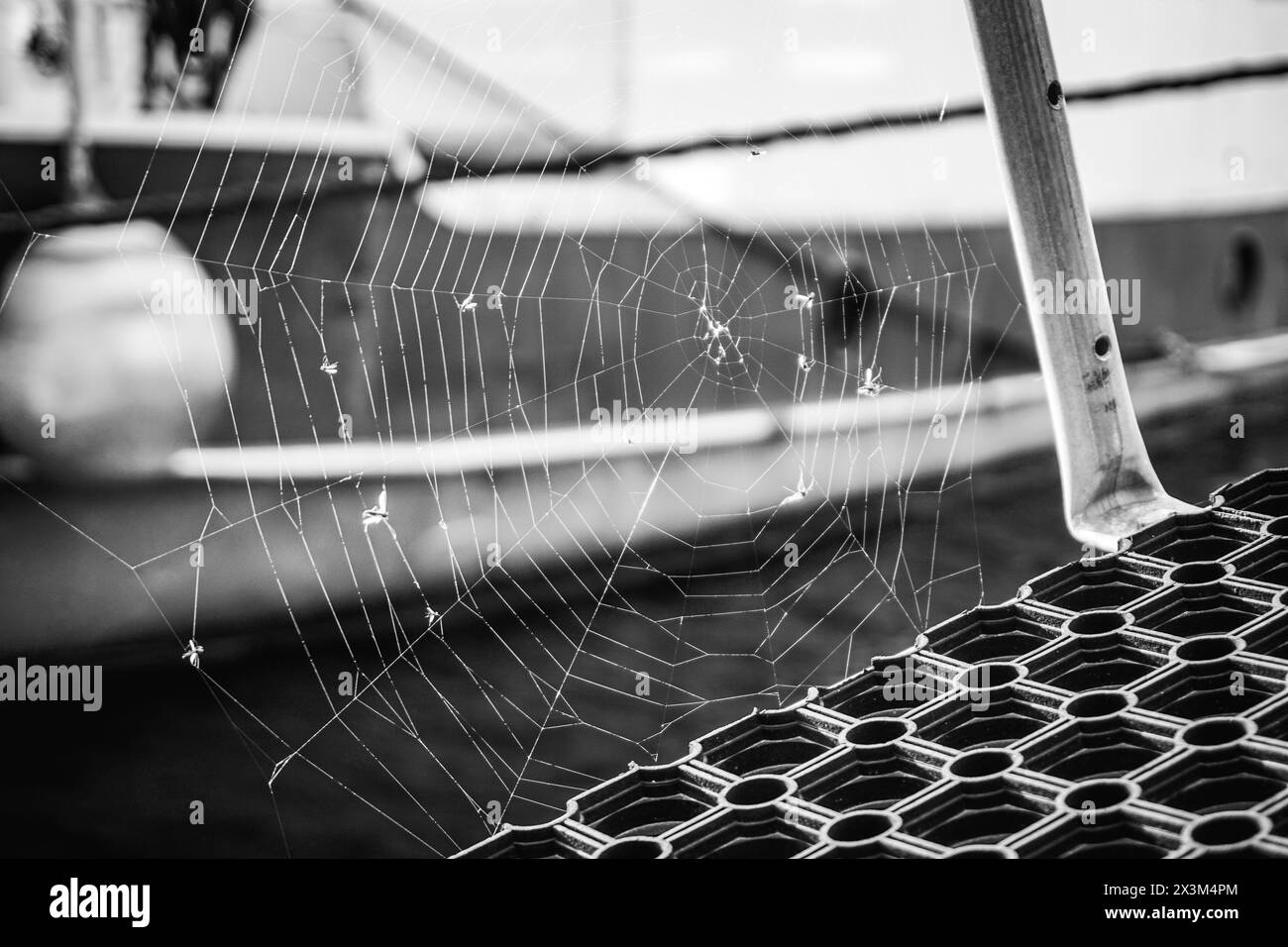 Spider no web Black and White Stock Photos & Images - Alamy