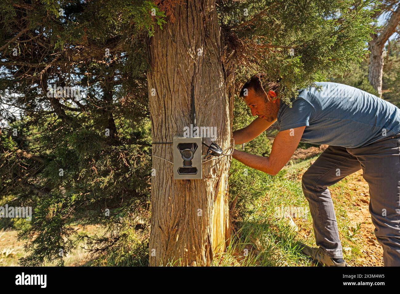 A man who placed a photo trap in a tree to film wild animals Stock ...