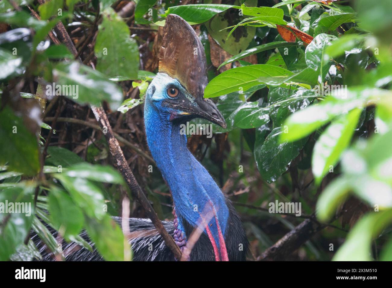 Southern Cassowary (Casuarius casuarius) in the Daintree rainforest ...