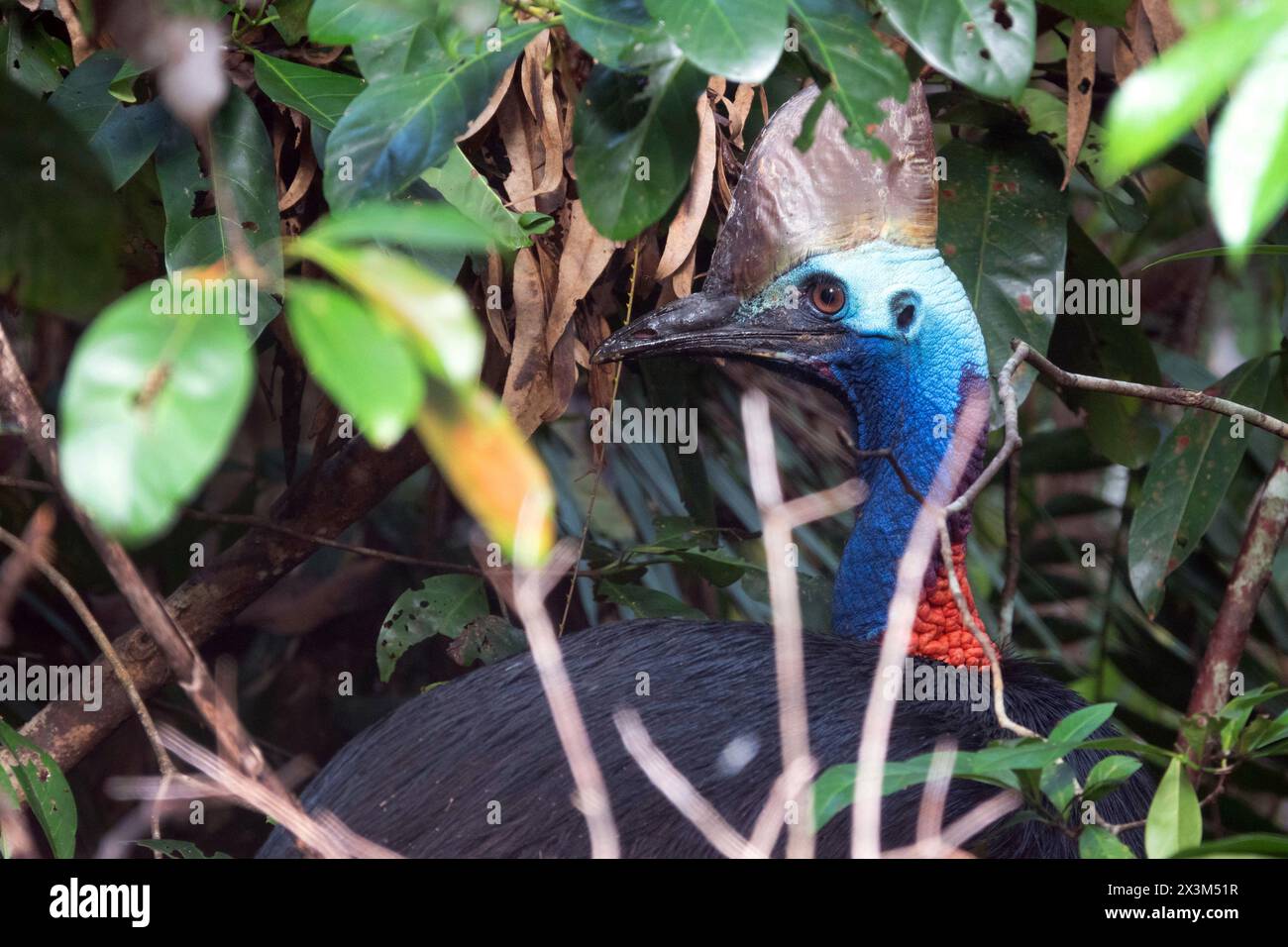 Southern Cassowary (Casuarius casuarius) in the Daintree rainforest ...