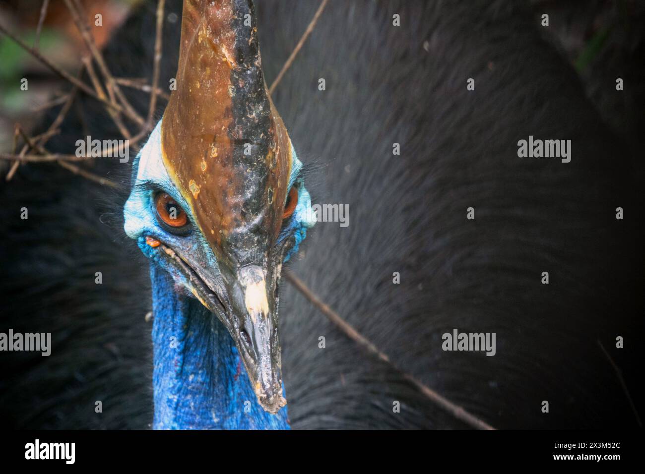 Southern Cassowary (Casuarius casuarius) in the Daintree rainforest ...