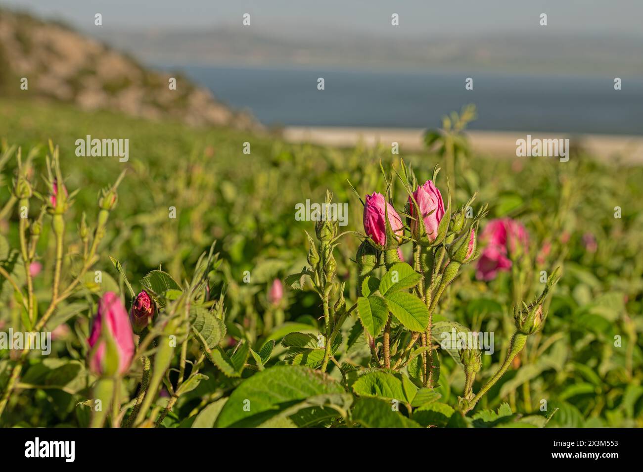 The pink roses in the rosefields at famous city that is Isparta is a ...