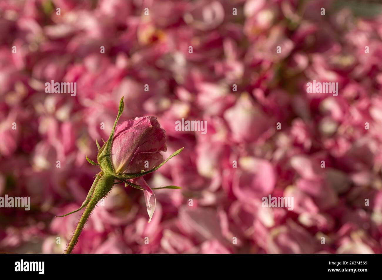 Roses harvested to extract their juice and oil. IsparPink roses ...