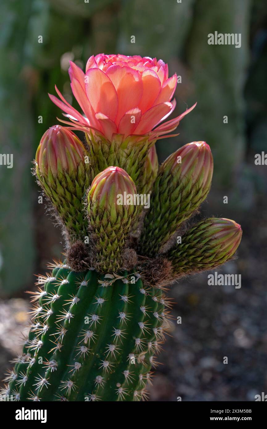 Torch cactus hi-res stock photography and images - Alamy
