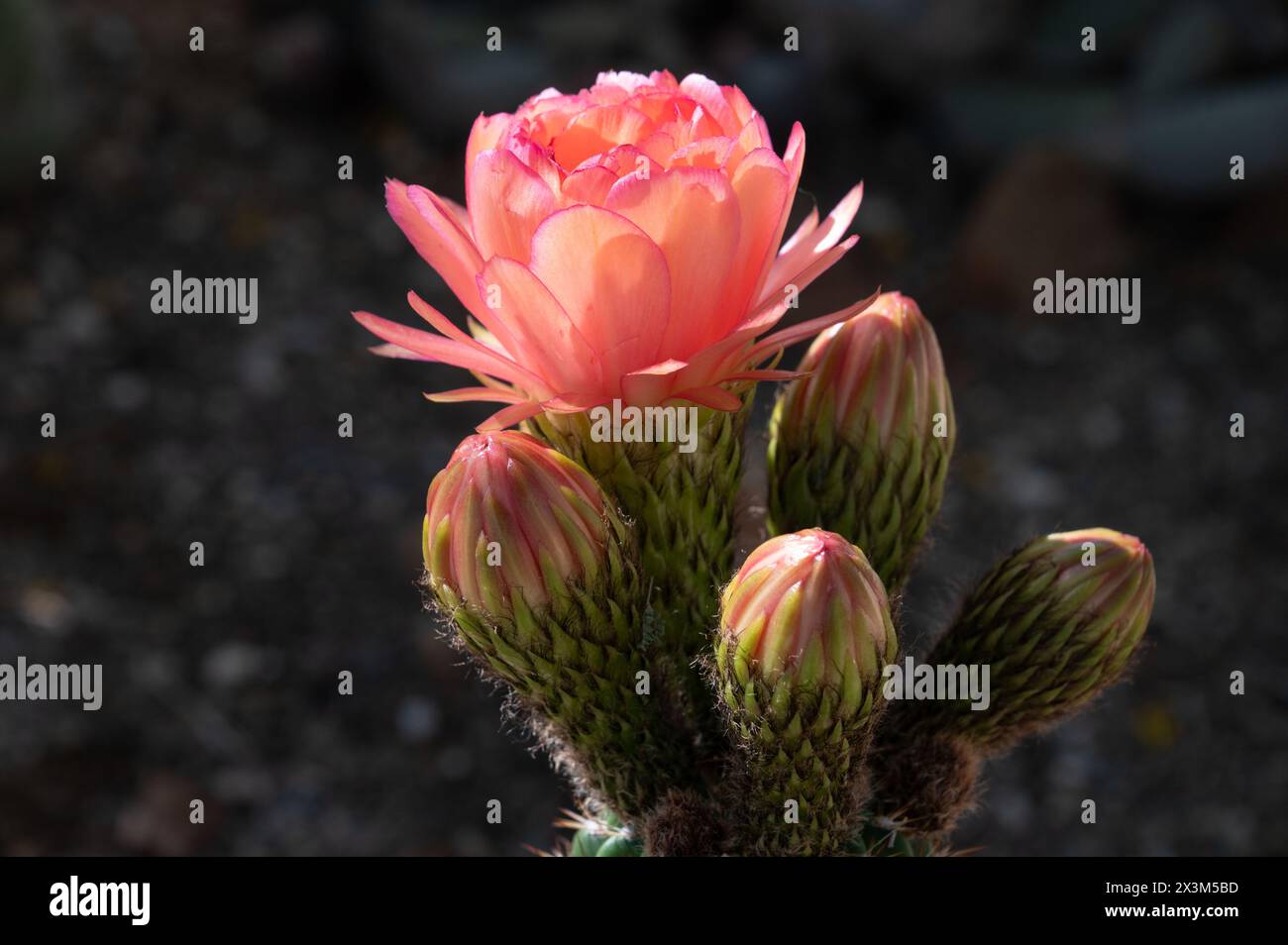 Torch cactus hi-res stock photography and images - Alamy