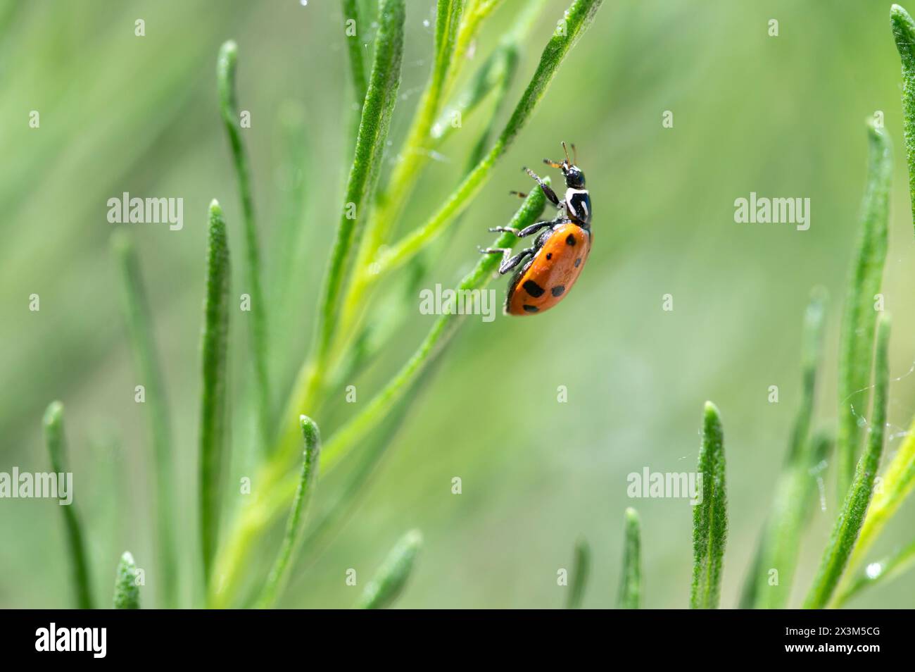 Ladybug on plant Stock Photo - Alamy