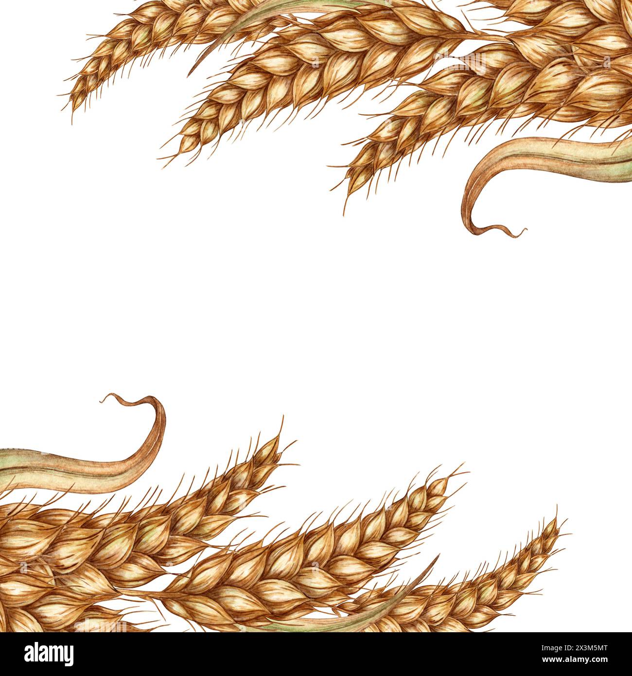Wheat cobs ripe golden ears frame watercolor illustration. Frame of ...