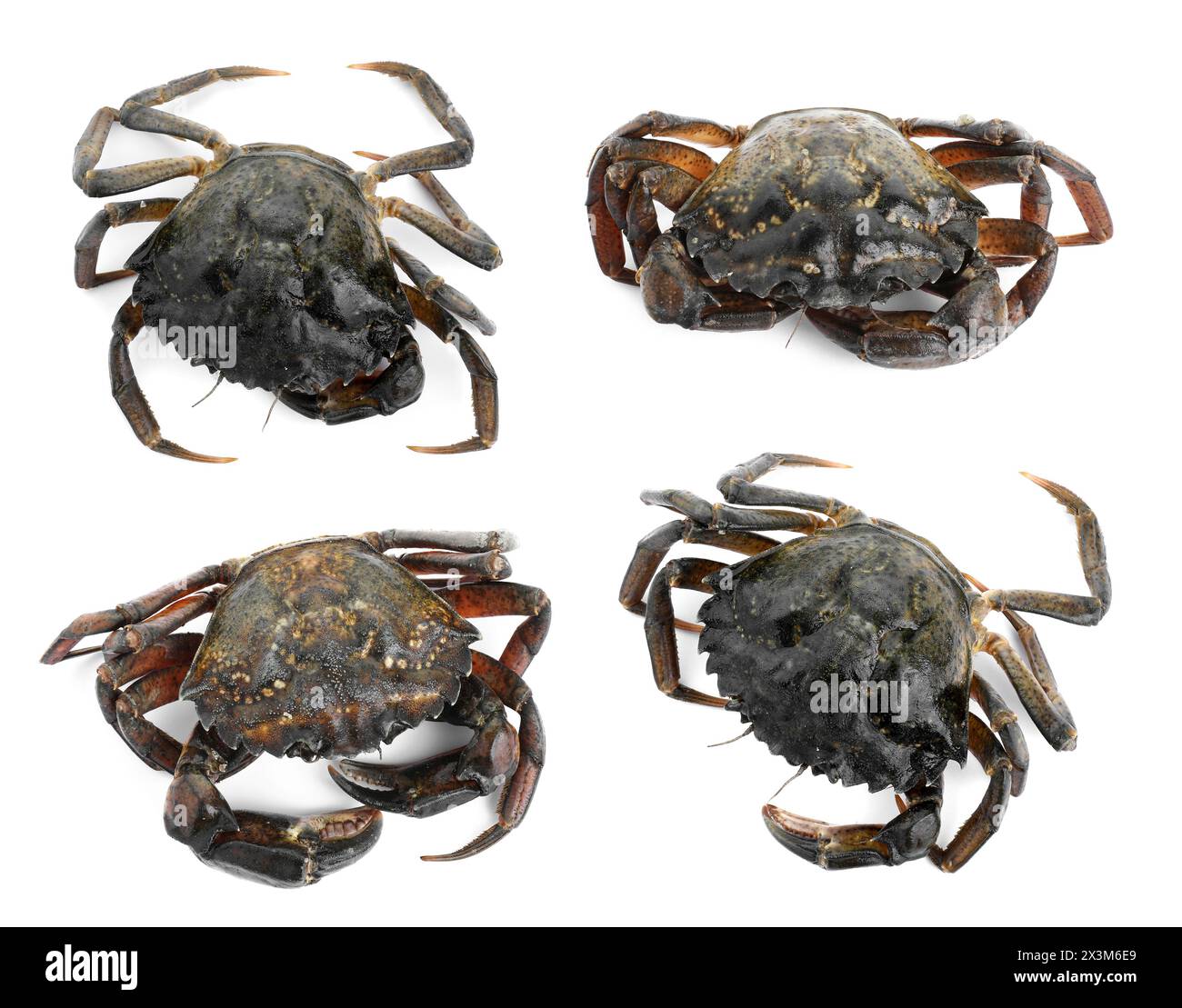 Raw crab set collection Cut Out Stock Images & Pictures - Alamy