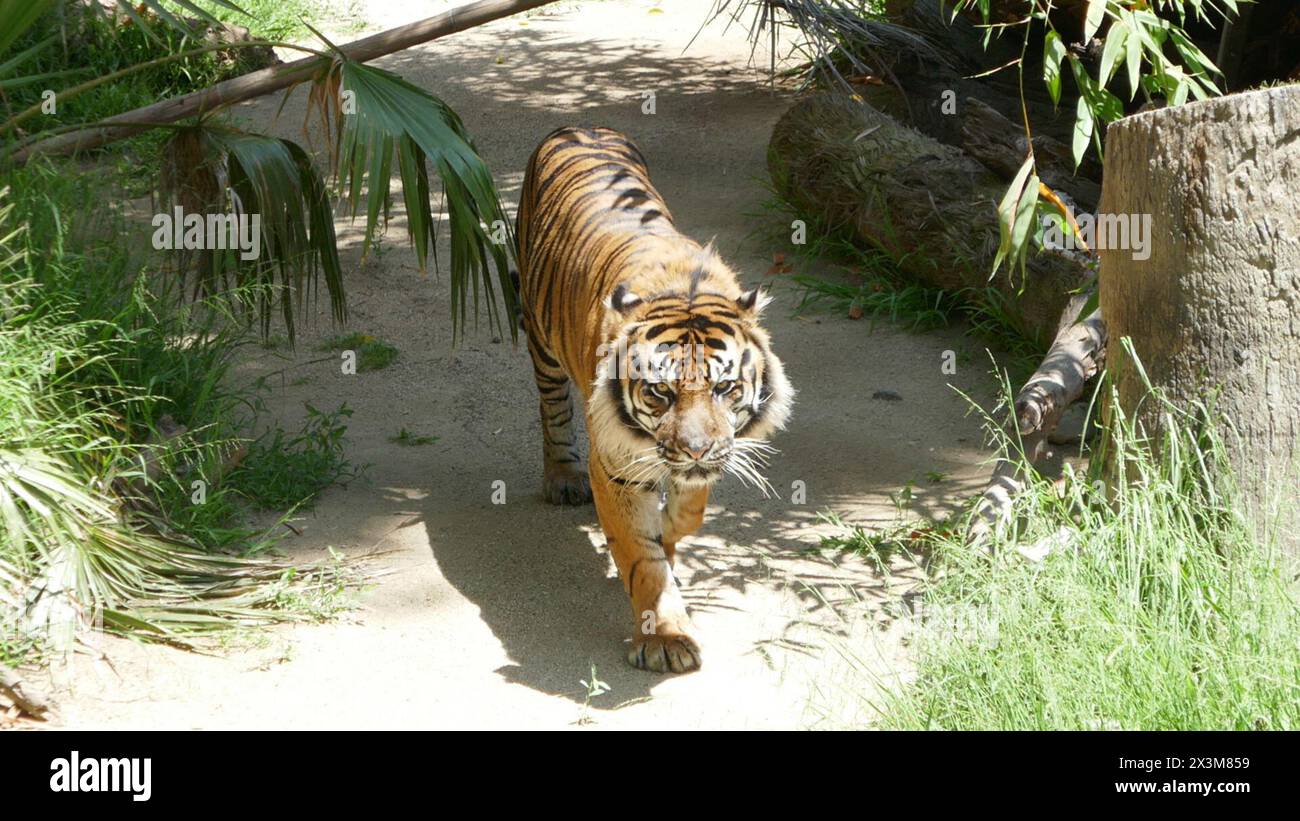 Los Angeles, California, USA 26th April 2024 Sumatran Tiger at LA Zoo ...