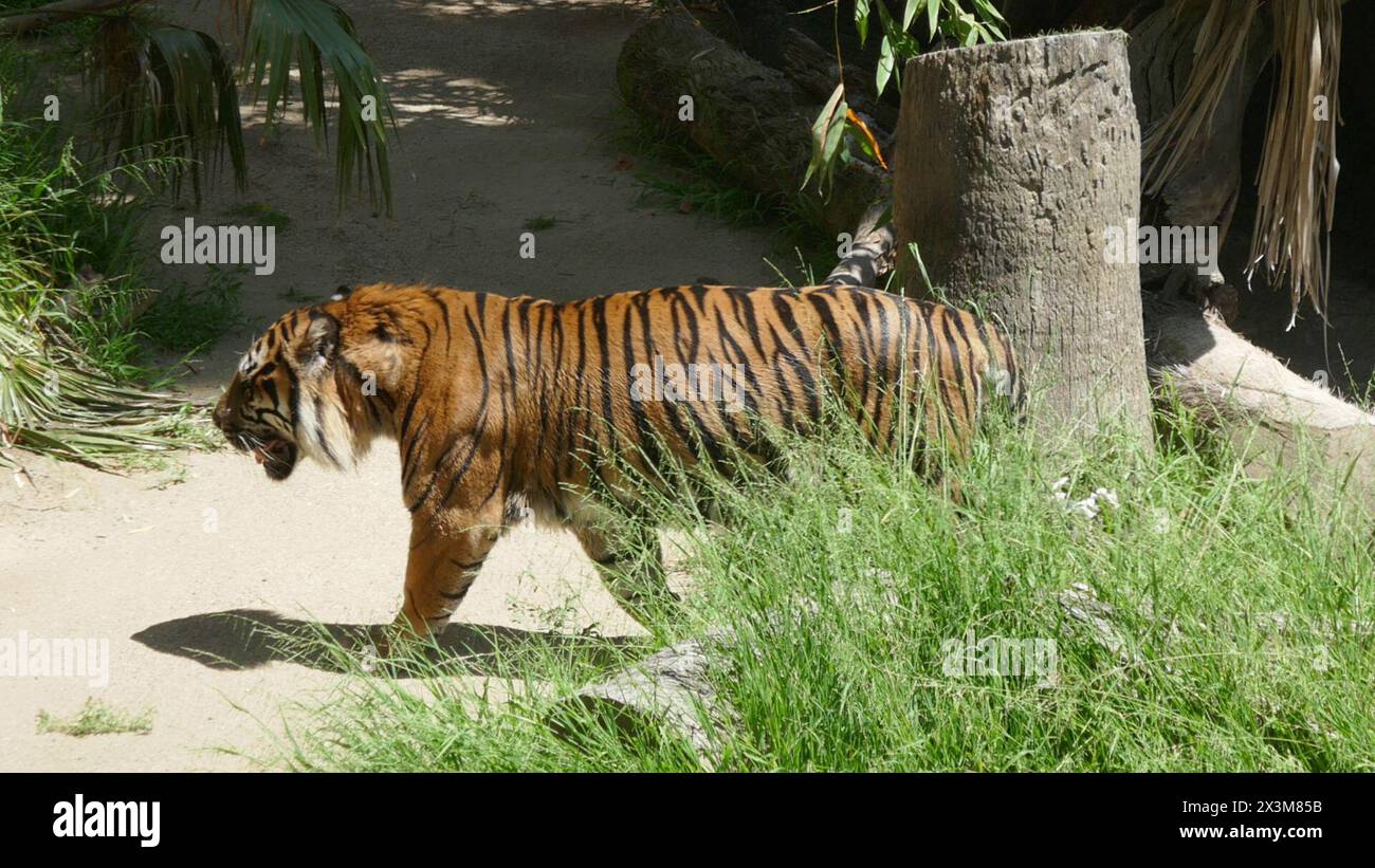 Los Angeles, California, USA 26th April 2024 Sumatran Tiger at LA Zoo ...