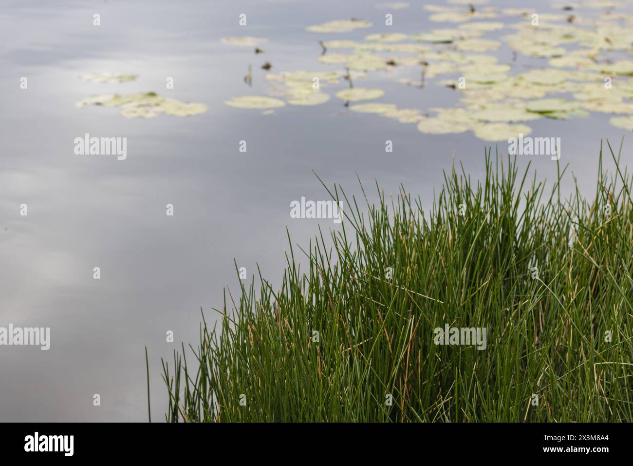 Waterlogged area hi-res stock photography and images - Alamy