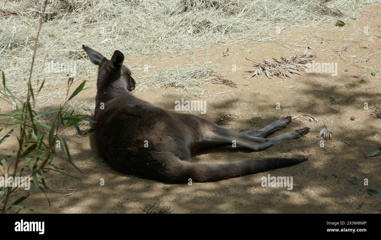 Los Angeles, California, USA 26th April 2024 Gray Kangaroo at LA Zoo on ...