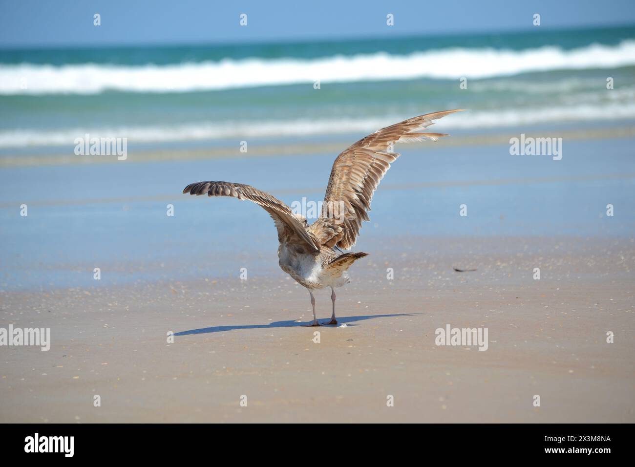 A majestic Great Black-backed Gull stands on the sandy shore at the ...