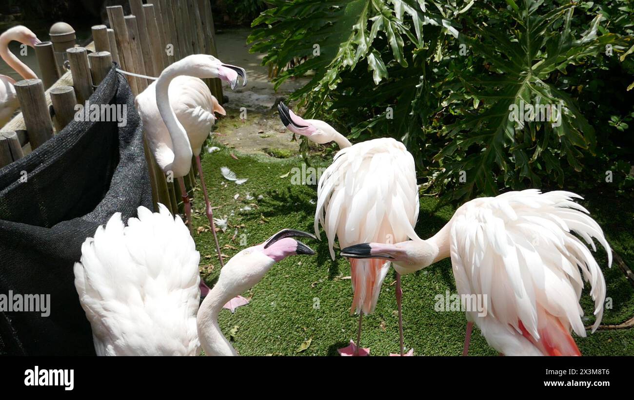 Los Angeles, California, USA 26th April 2024 Flamingos at LA Zoo on ...