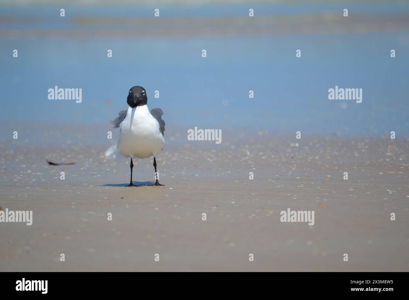 Body facing hi-res stock photography and images - Alamy