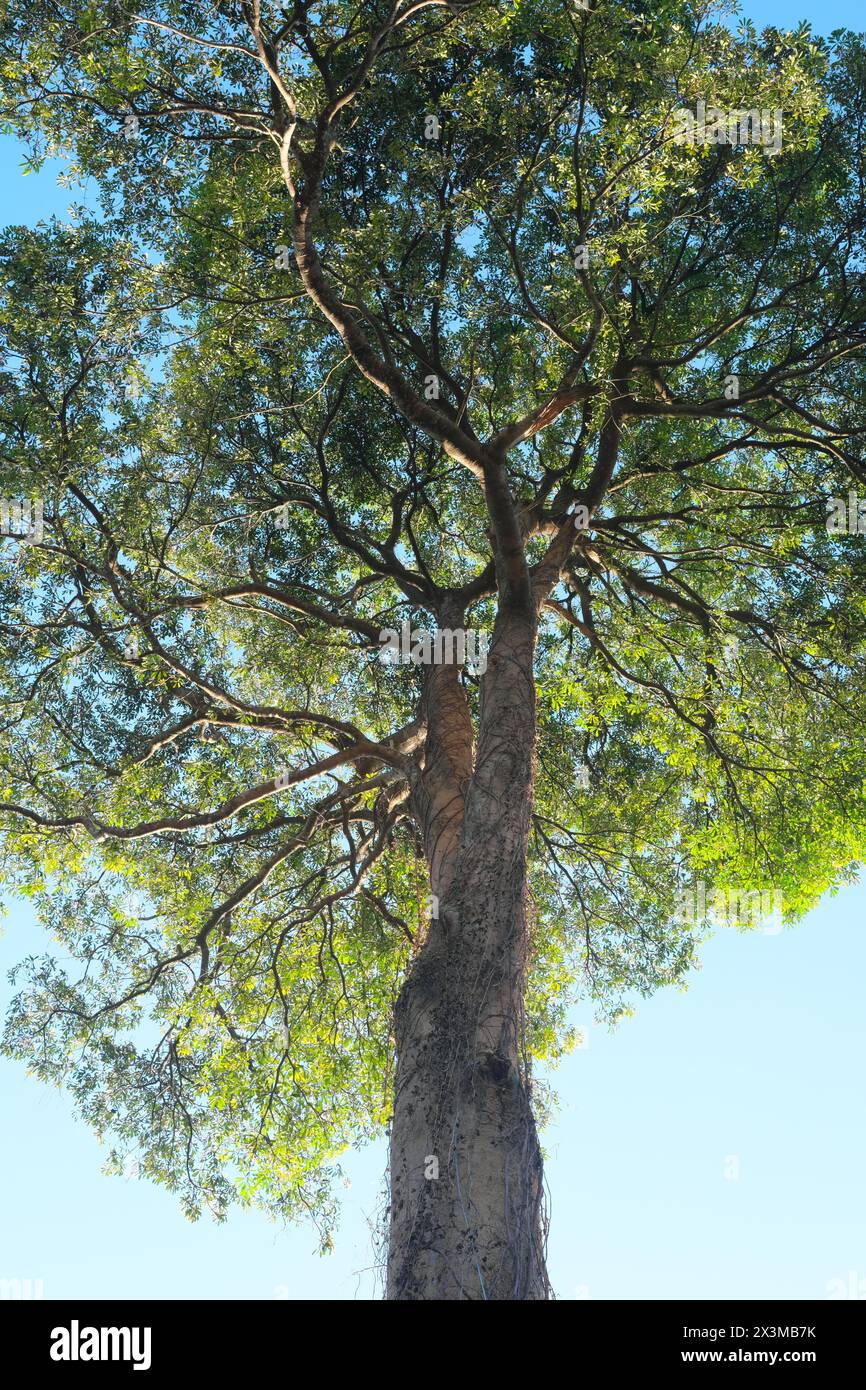 Beautiful canopy of Alstonia scholaris tropical tree also known as ...