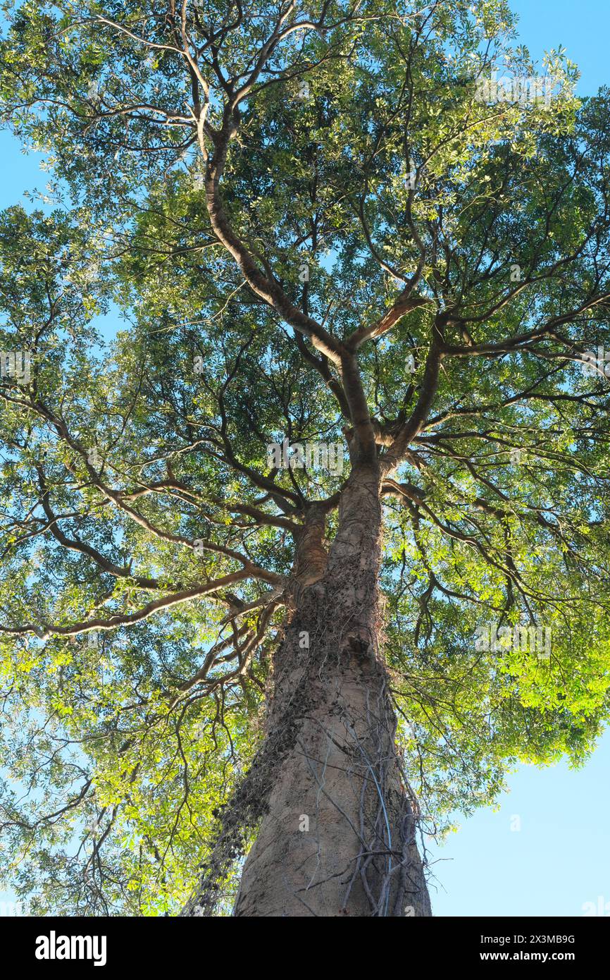 Beautiful canopy of Alstonia scholaris tropical tree also known as ...