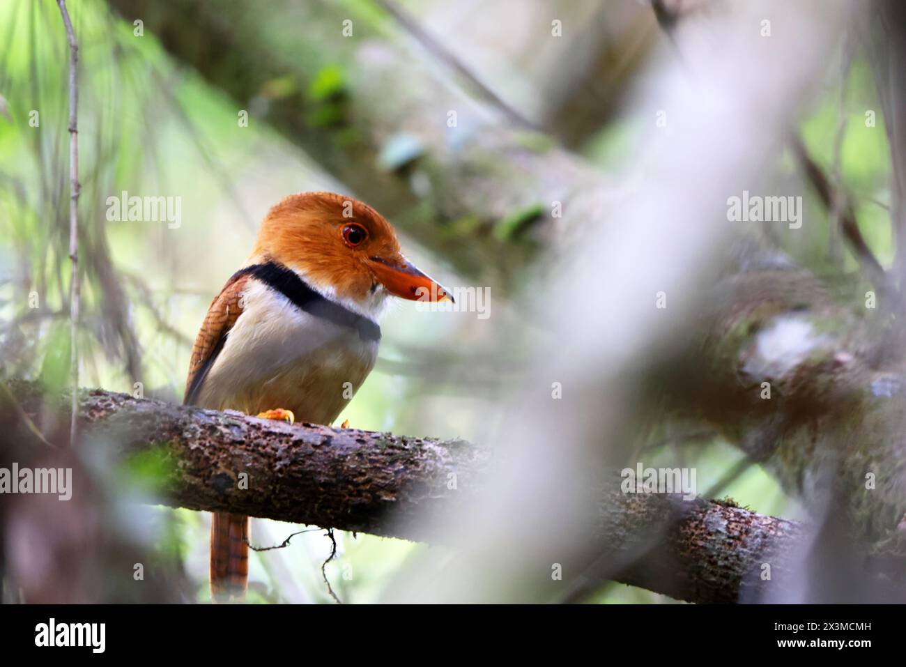 The collared puffbird (Bucco capensis) is a species of bird in the ...