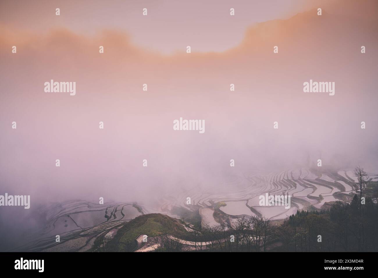 Rice fields and the dense for during the sunrise. Yuanyang rice ...