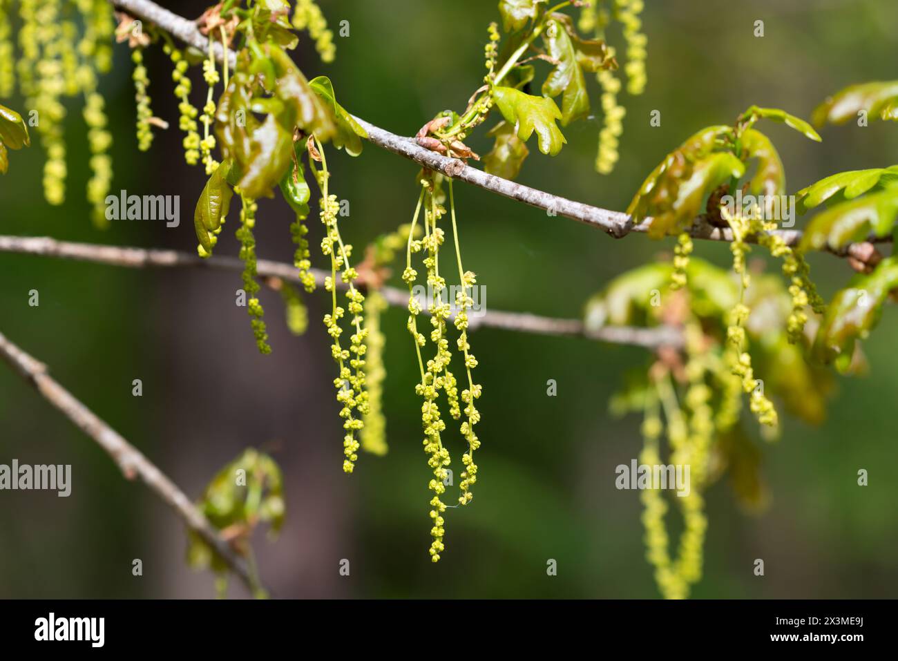 English oak quercus robur flowers quercus flower oak hi-res stock ...