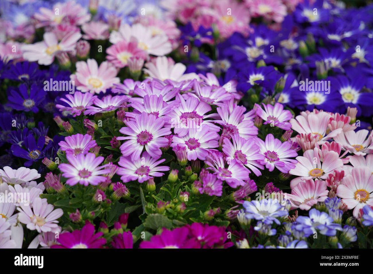 Colorful pastel-toned daisies are in full bloom in the garden Stock ...