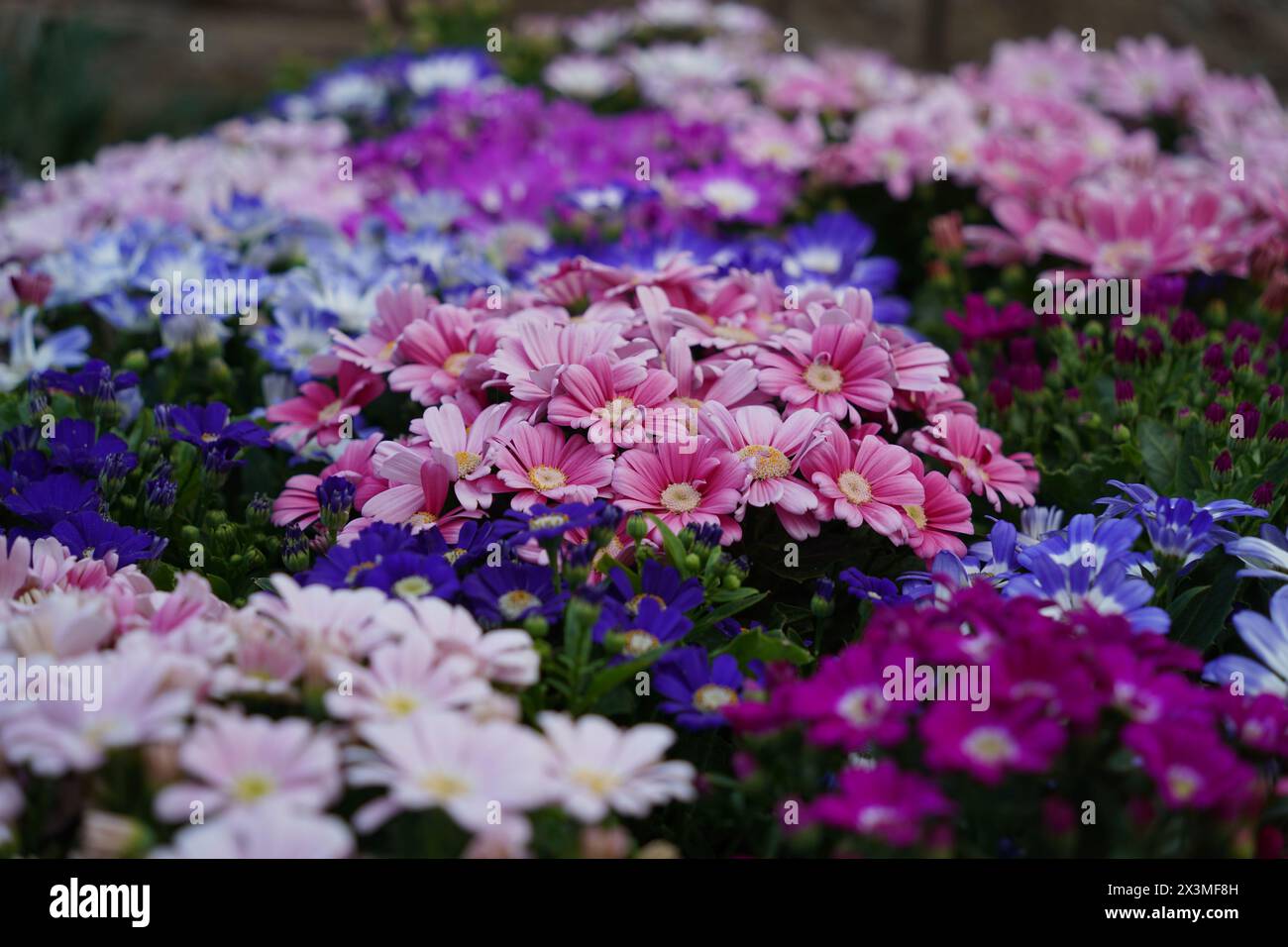 Colorful pastel-toned daisies are in full bloom in the garden Stock ...