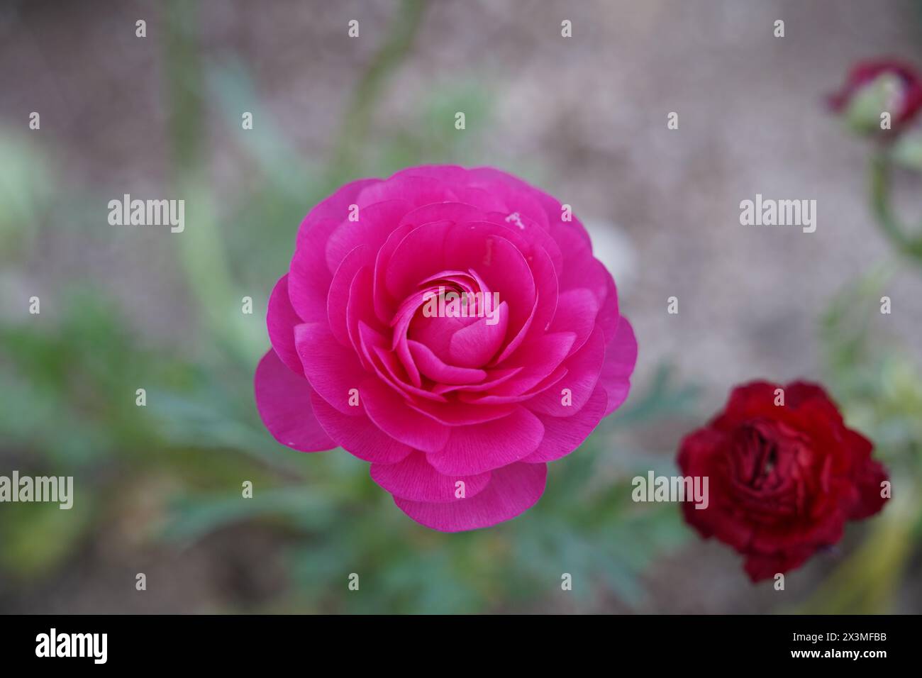 Ranunculus spring bouquet beautiful hi-res stock photography and images ...