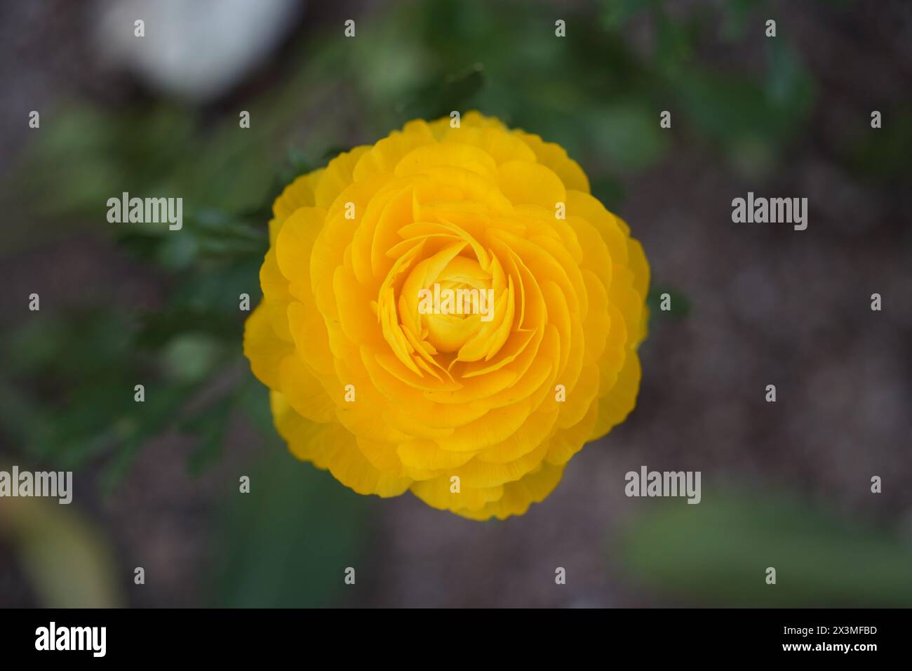Ranunculus asiaticus bouquet hi-res stock photography and images - Alamy