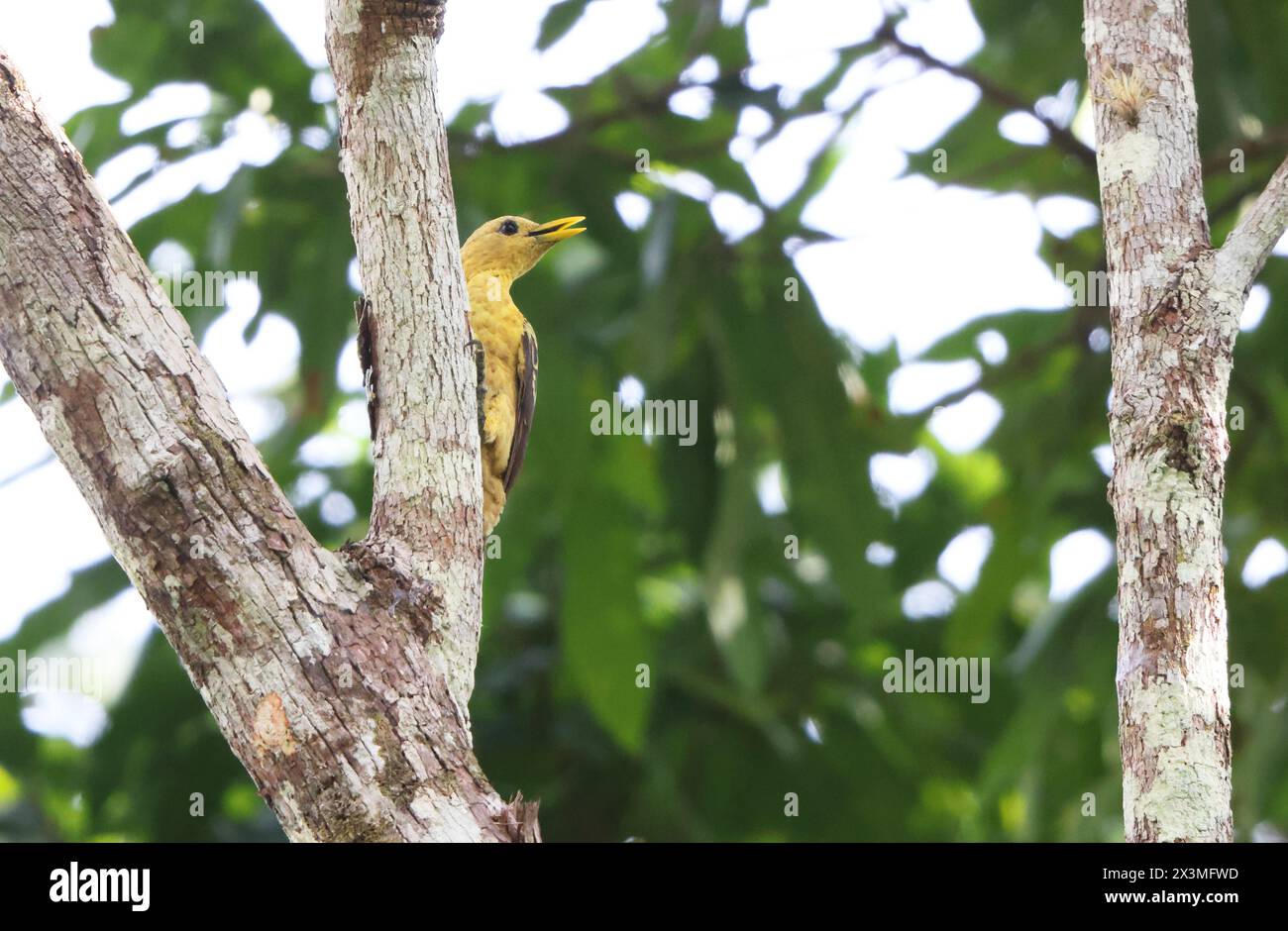 The cream-colored woodpecker (Celeus flavus) is a species of bird in ...