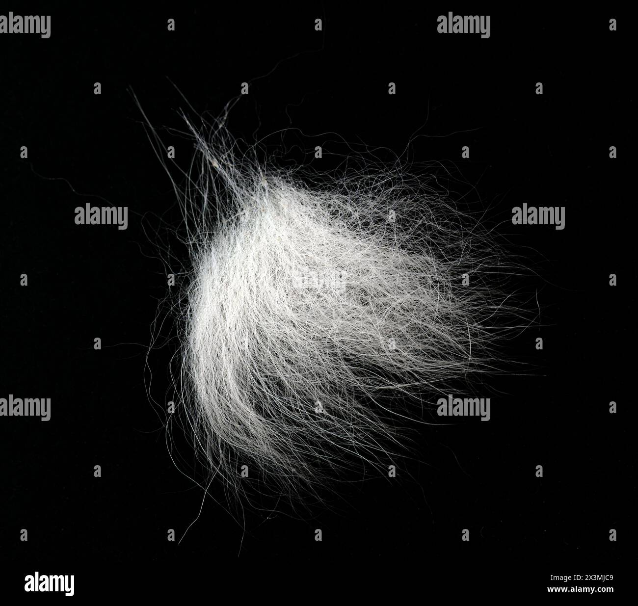 Tuft of white fur, heap gray-haired animal hair isolated on black, top ...