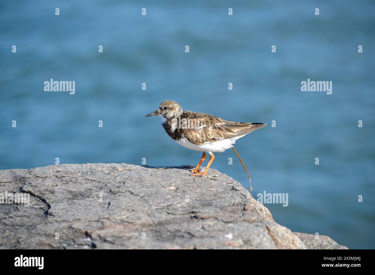 Ruddy Turnstone bird pooping off a rock, one deformed foot and worn-out ...