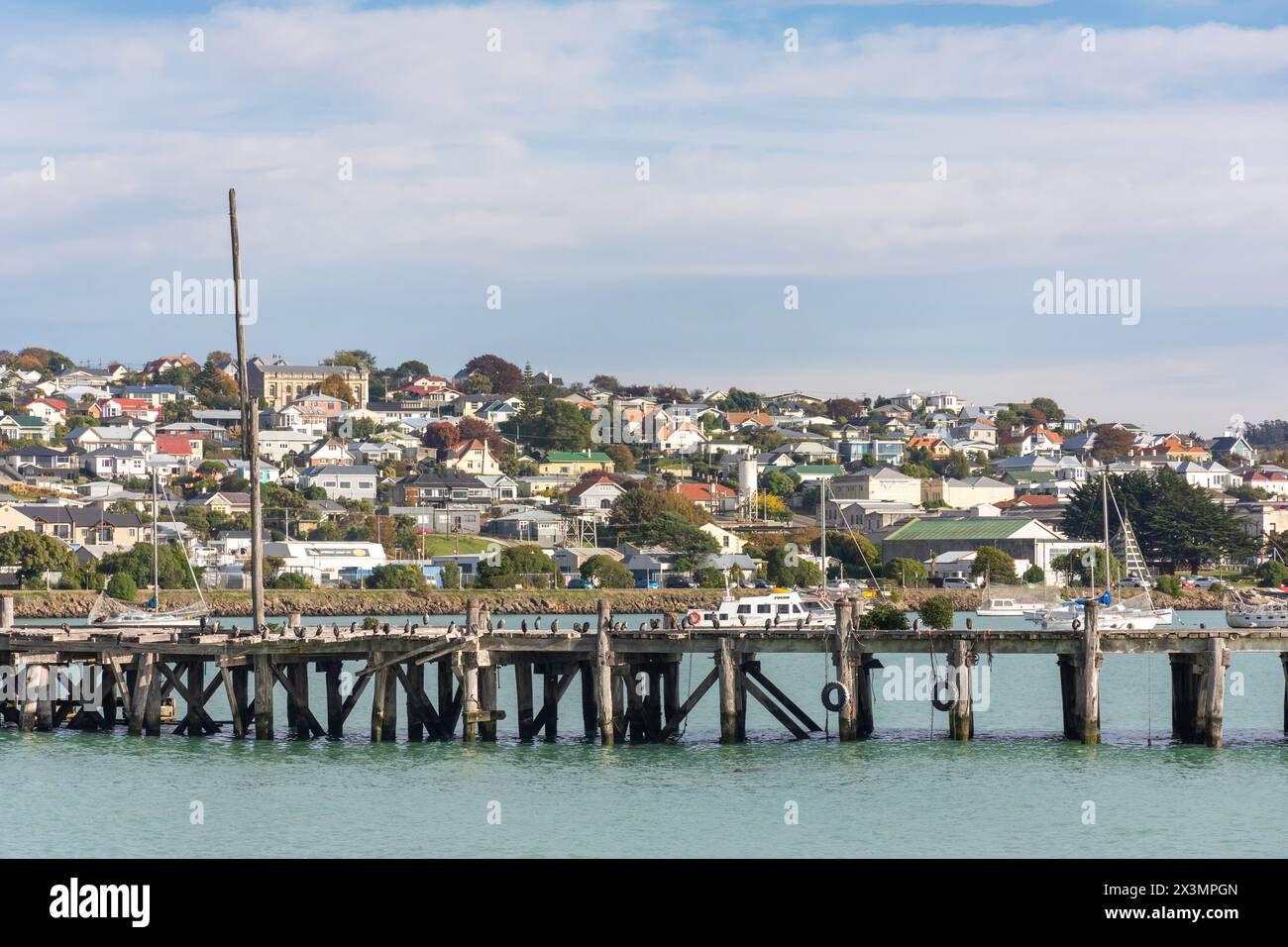 The oamaru blue penguin colony hi-res stock photography and images - Alamy
