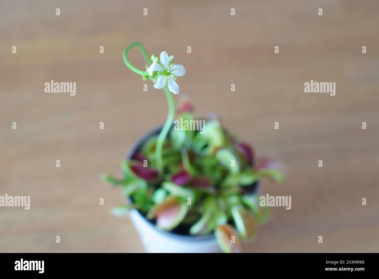 Flower of Venus Flytrap (Dionaea muscipula Stock Photo - Alamy