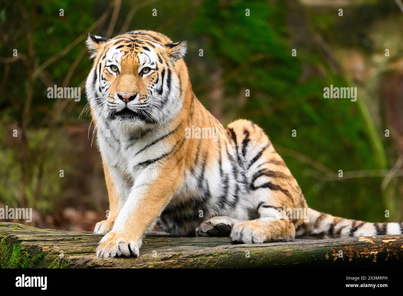Siberian tiger or Amur tiger (Panthera tigris altaica) lying on the ...
