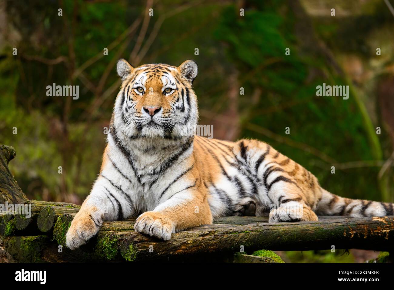Siberian tiger or Amur tiger (Panthera tigris altaica) lying on the ...