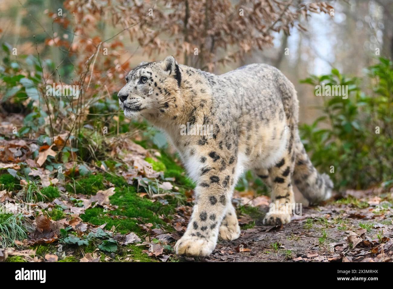 Snow leopard (Panthera uncia) sneaking through the forest, captive ...