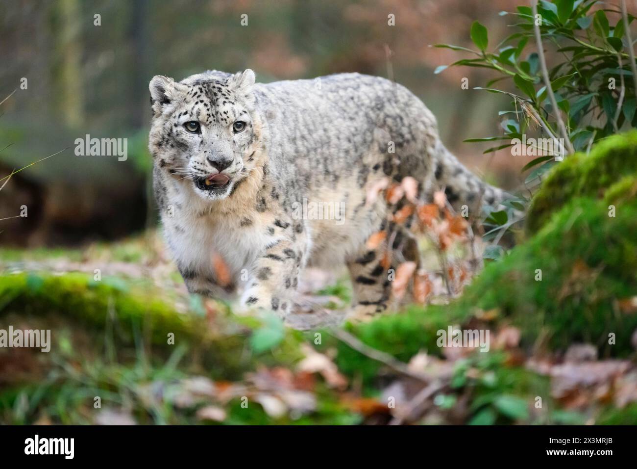 Snow leopard (Panthera uncia) sneaking through the forest, captive ...